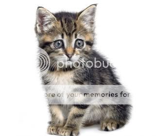 tri-color-tabby-kitten.jpg Photo by angeliquesbliss | Photobucket